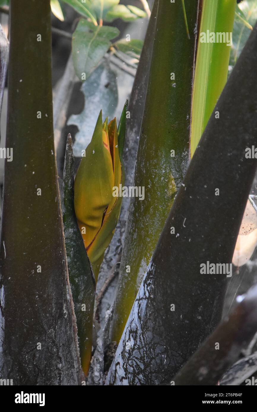 Golpata tree in Sundarban, Khulna, Bangladesh Stock Photo - Alamy