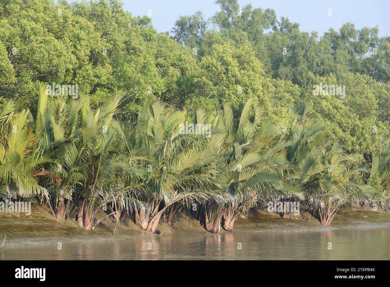 Fondos De Pantalla Del Bosque De Sundarban De Bangladesh