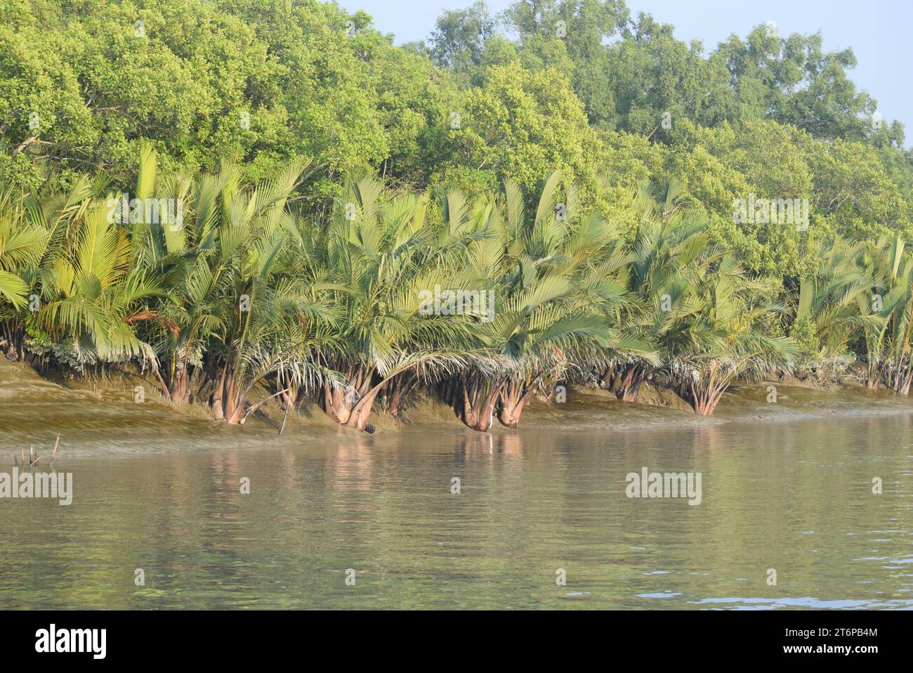 Golpata tree in Sundarban, Khulna, Bangladesh Stock Photo - Alamy