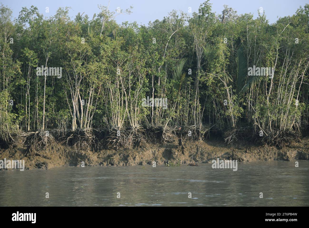 Plants of Sundarbans, Bangladesh Stock Photo - Alamy