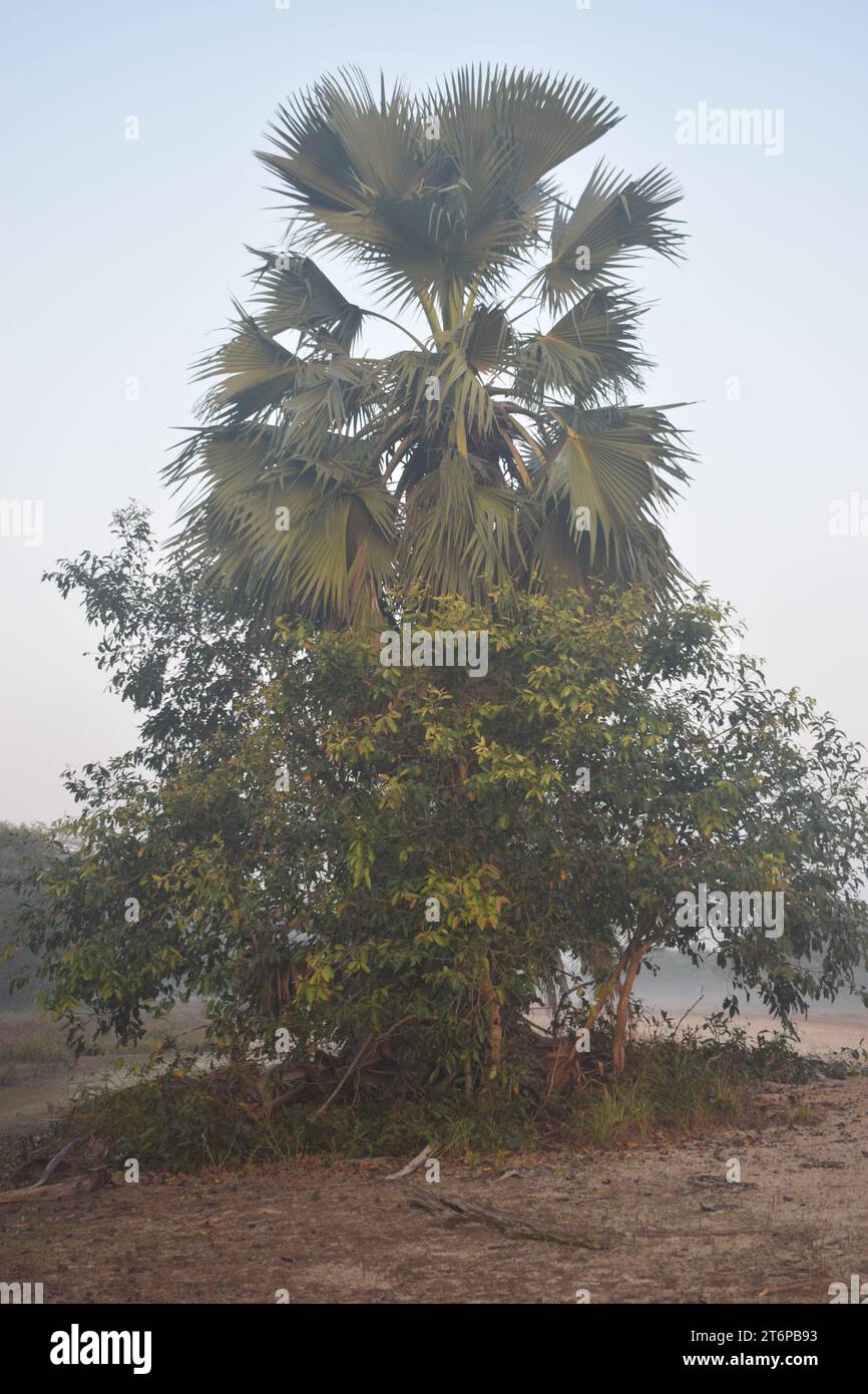 Plants of the inner Sundarbans Stock Photo - Alamy