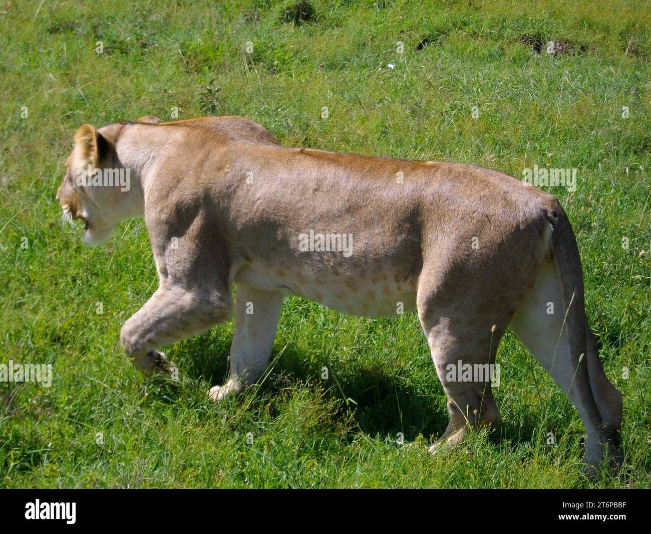 Lionne du kenya hi-res stock photography and images - Alamy