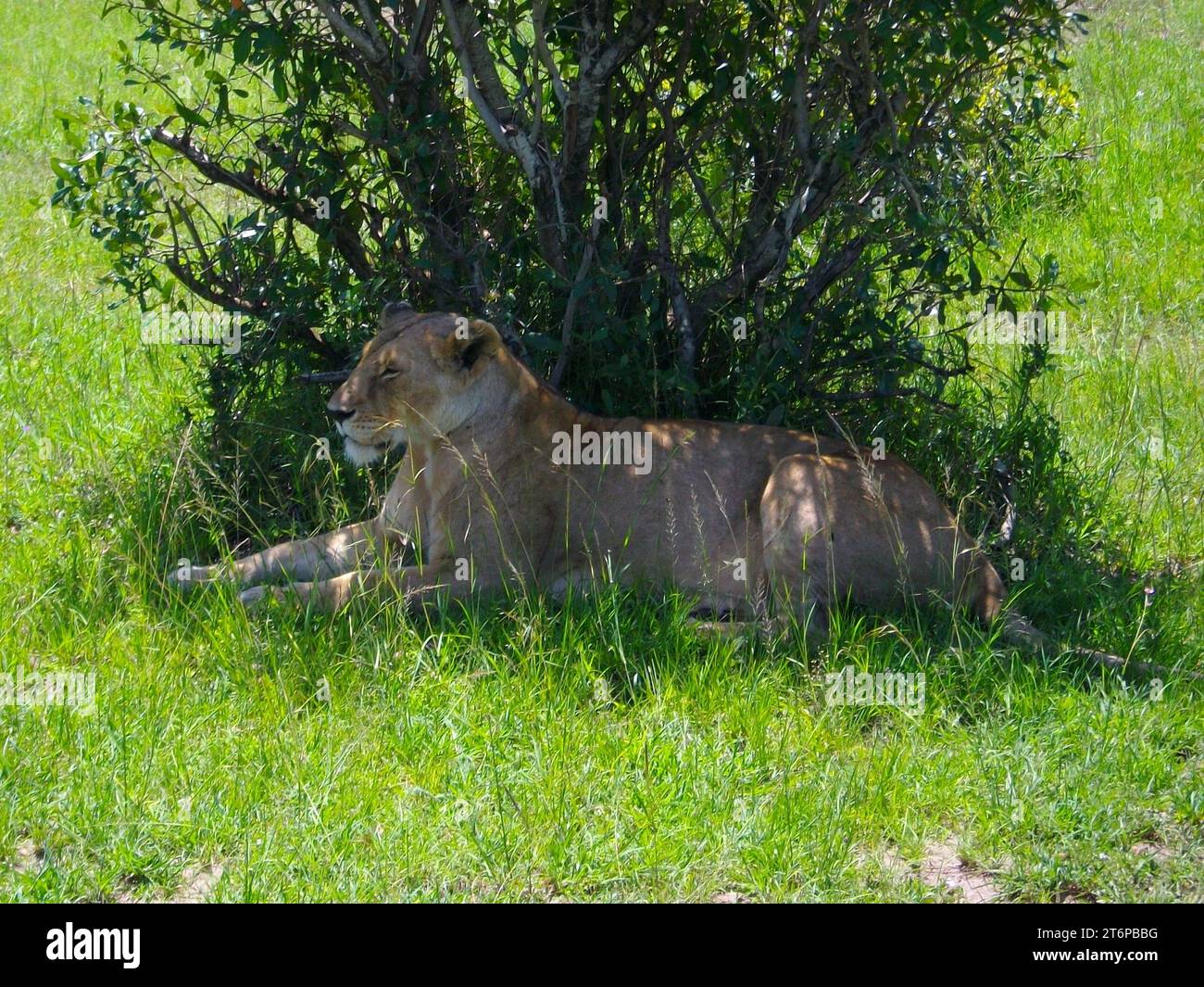 Lionne du kenya hi-res stock photography and images - Alamy