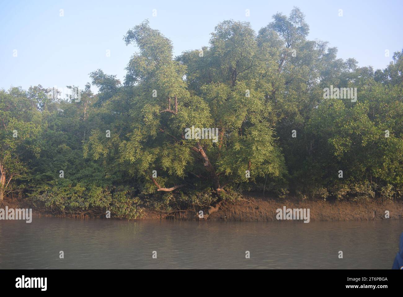 Plants of the inner Sundarbans Stock Photo - Alamy