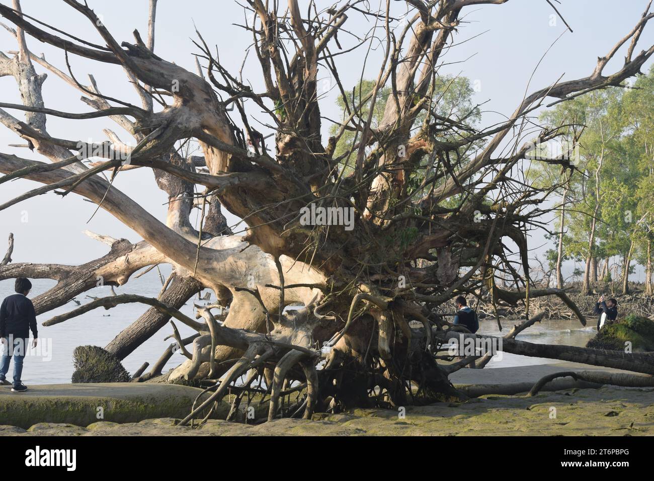 Plants of the inner Sundarbans Stock Photo - Alamy
