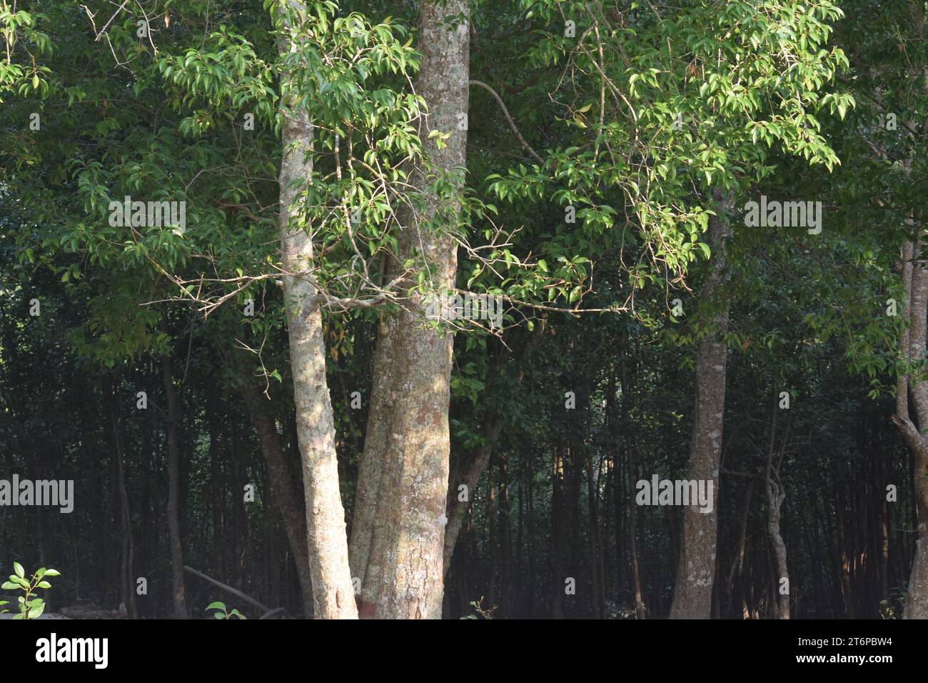 Plants of the inner Sundarbans Stock Photo - Alamy