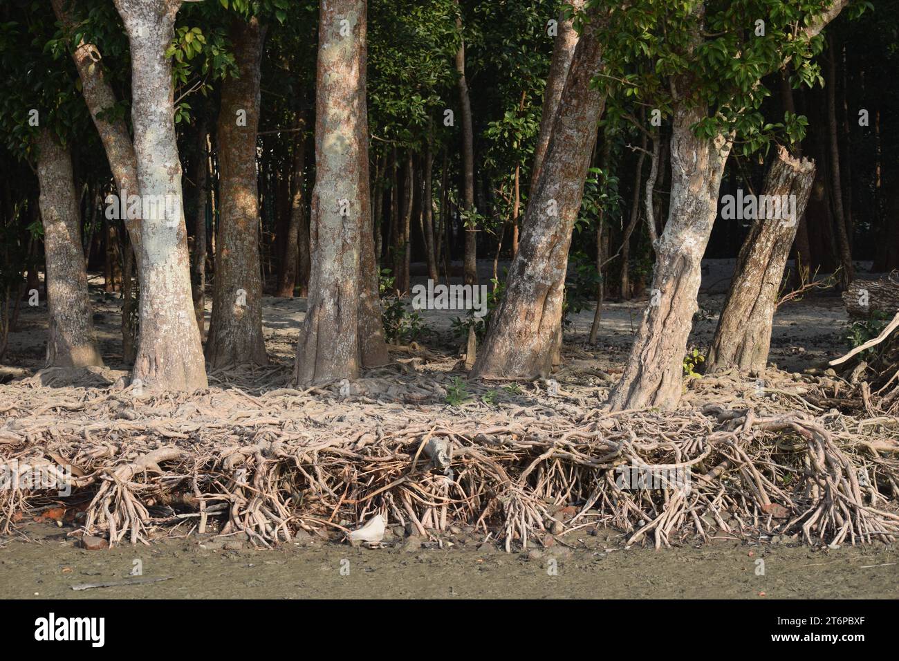 Plants of the inner Sundarbans Stock Photo - Alamy