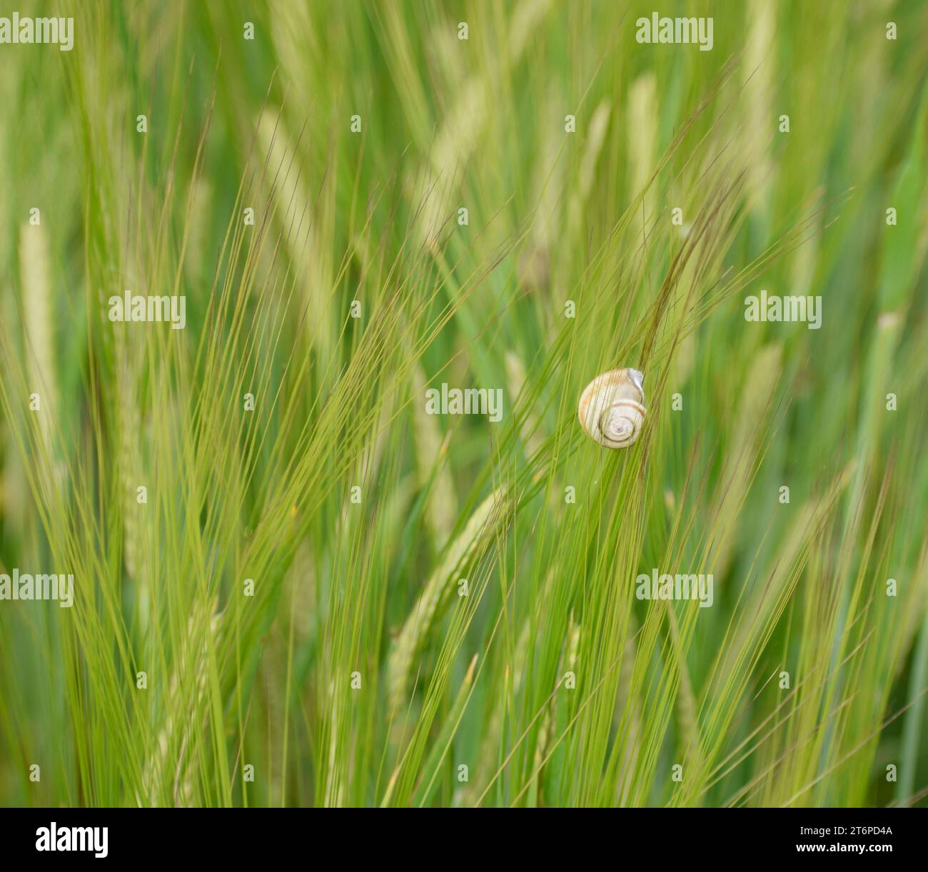 Snail farming hi-res stock photography and images - Alamy