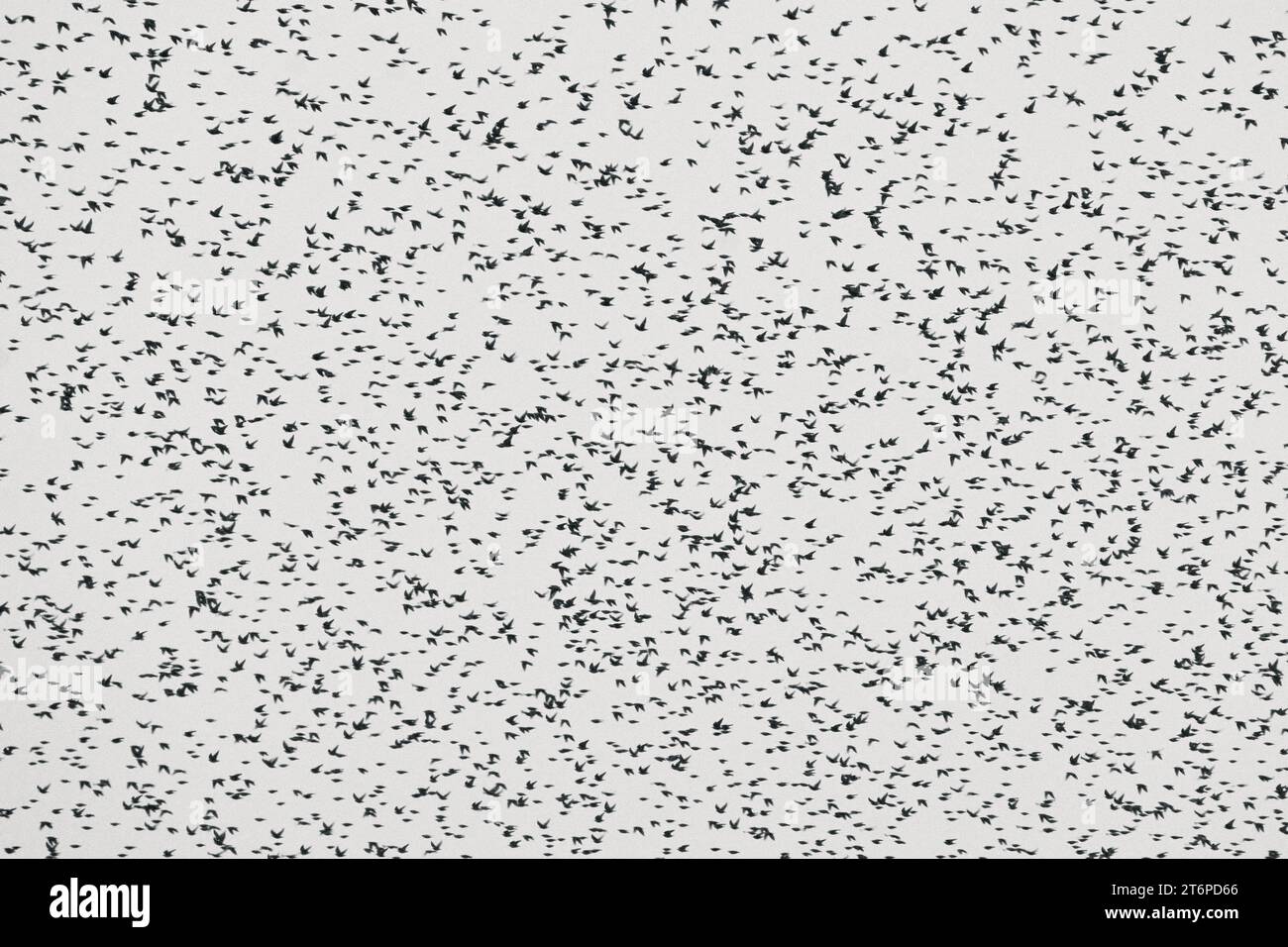 Starlings phenomenon hi-res stock photography and images - Alamy