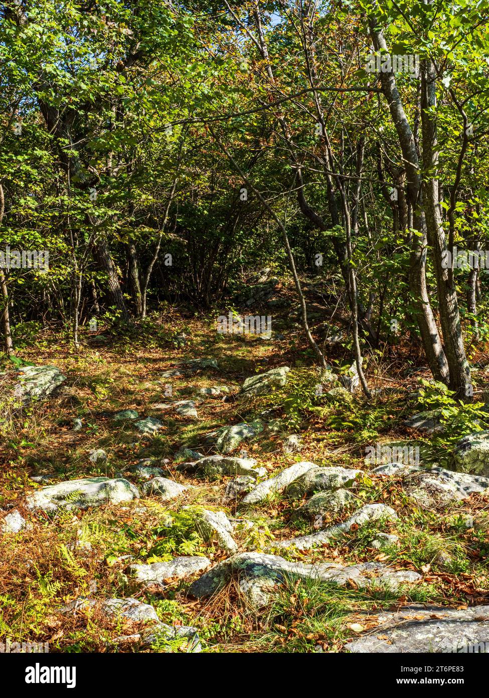 A morning hike on the North Mountain and Laurel Run Trail is a rocky ...