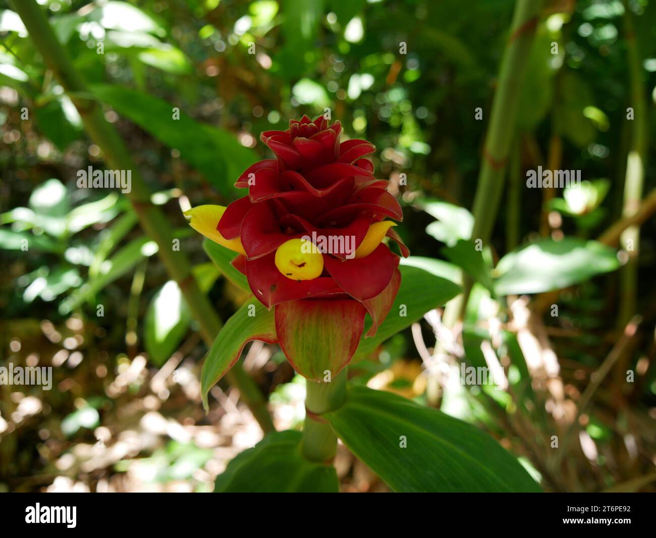 Costus barbatus red and yellow flower, Reunion island. Tropical red ...