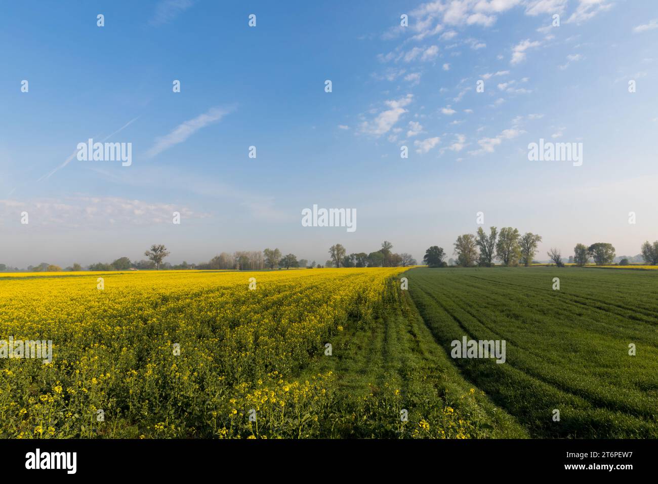 A field of blooming rapeseed in the glow of the rising sun Stock Photo ...