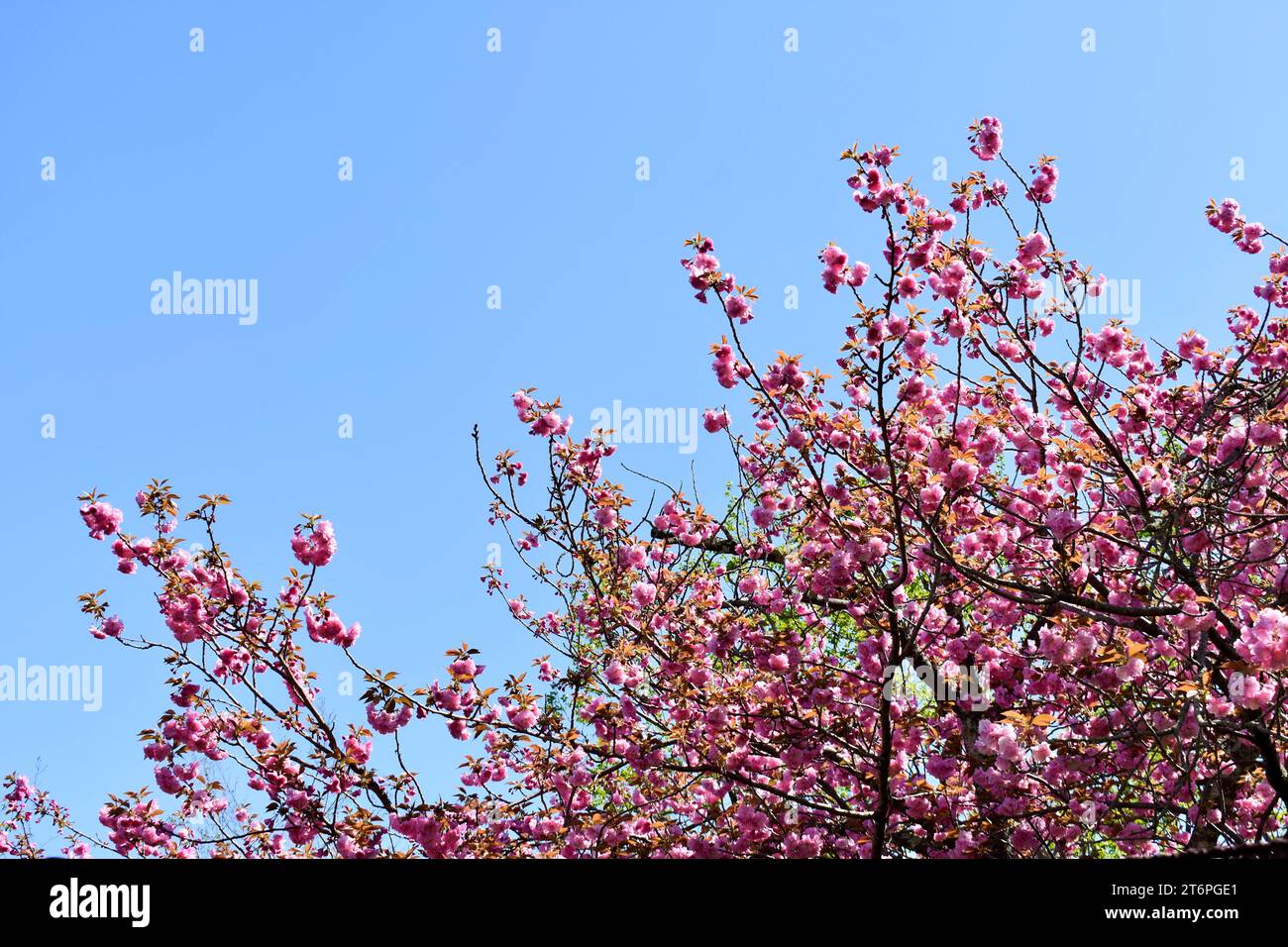 Pink sakura tree with pink leaves and flowers during Sakura season in ...