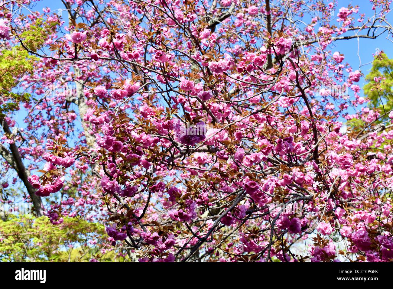 Pink sakura tree with pink leaves and flowers during Sakura season in ...