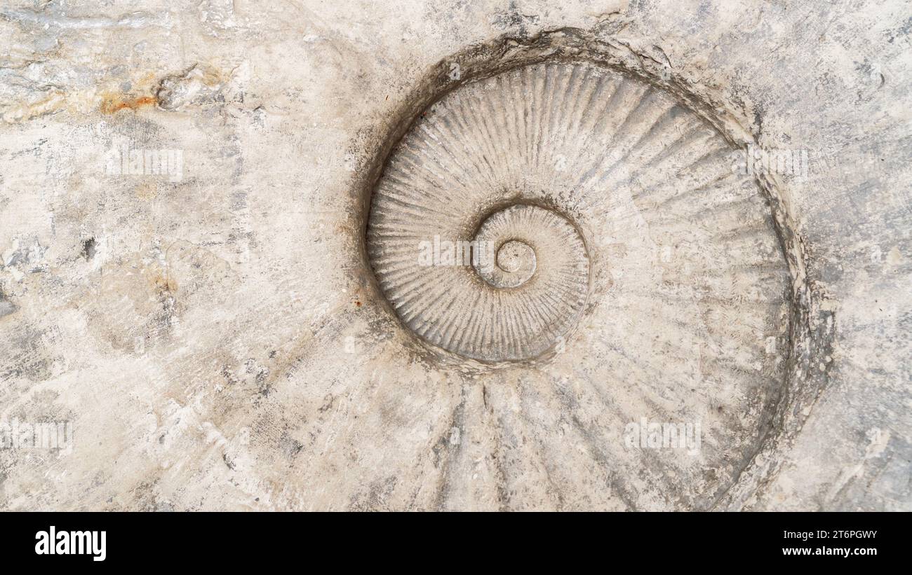 Abstract background with ancient prehistoric ammonite fossils. Fossil ...
