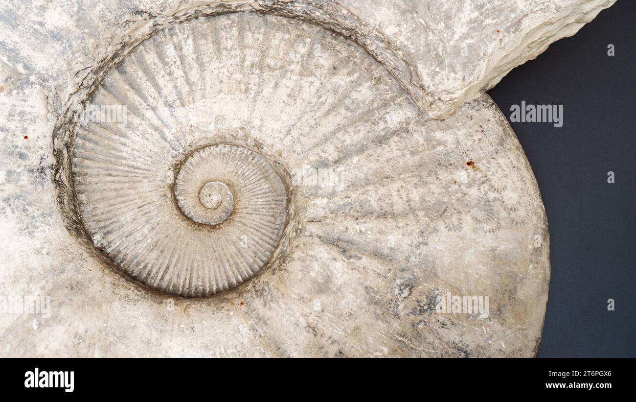 Fossil fossilized jurassic shell fossilization hi-res stock photography ...
