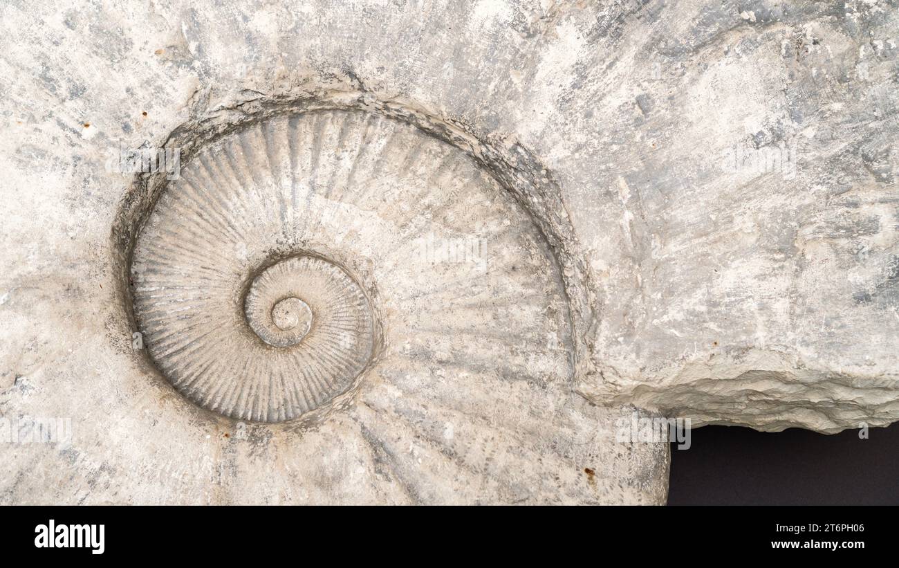 Ammonite background top view. Fossil spiral mollusk close-up. Abstract ...