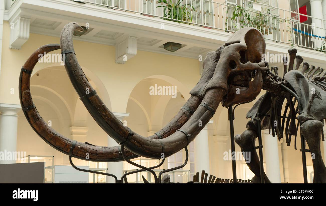 Close-up of a mammoth skeleton standing in the hall. The bones of the ...