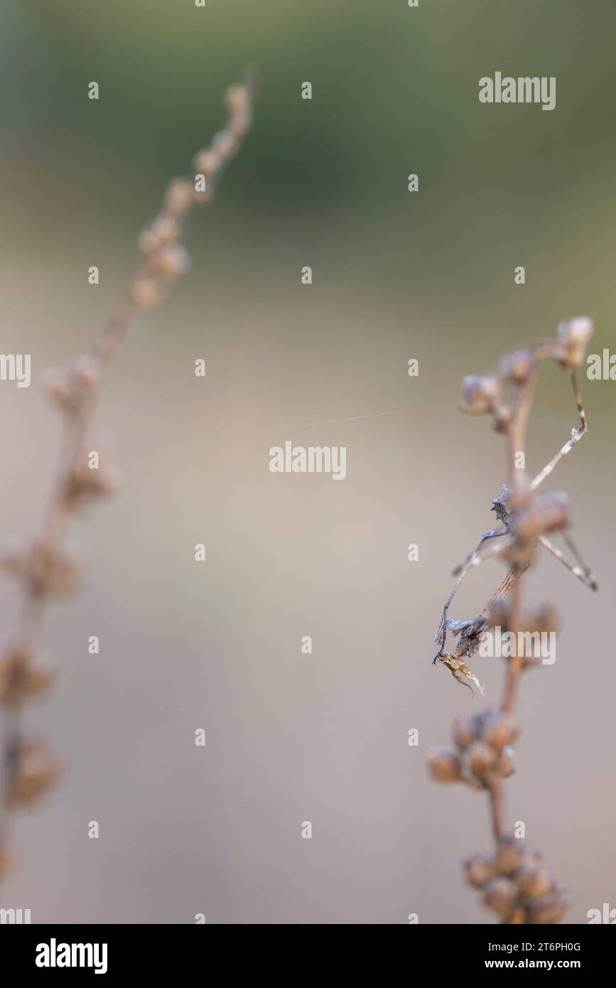 Mantis and insects, Empusa pennata, or the conehead mantis Stock Photo ...