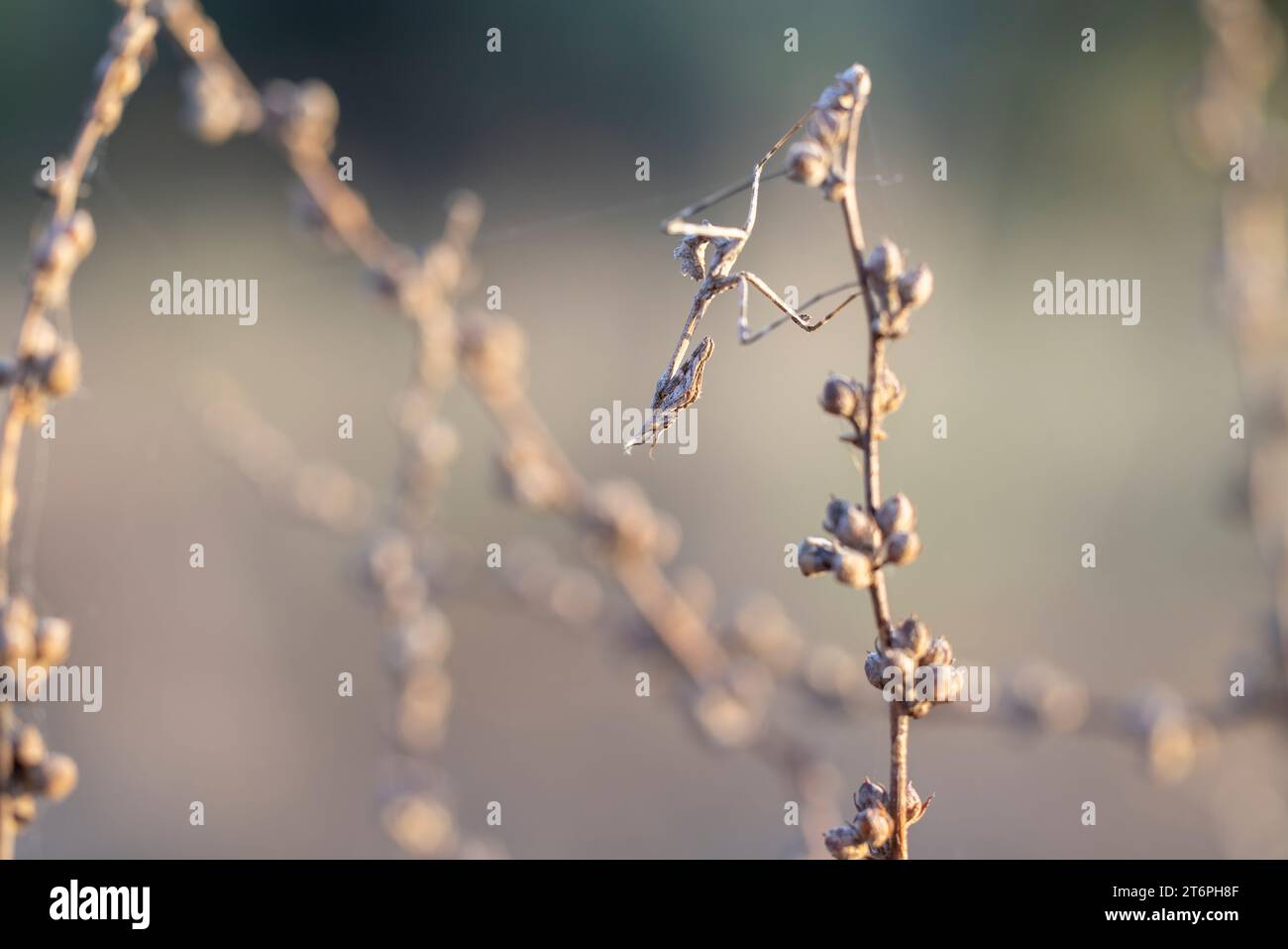 Mantis and insects, Empusa pennata, or the conehead mantis Stock Photo ...