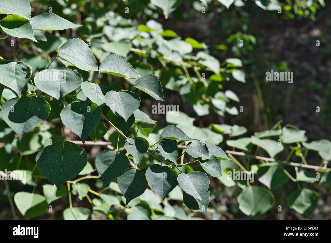 Chinese Tallow Tree (Triadica sebifera) leaves canopy in Houston, TX ...