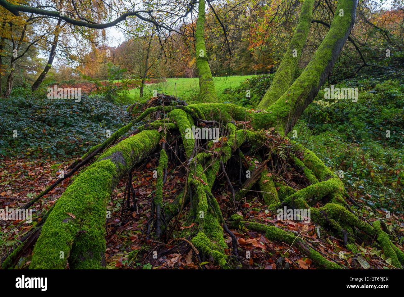 Completely covered with leaves hi-res stock photography and images - Alamy