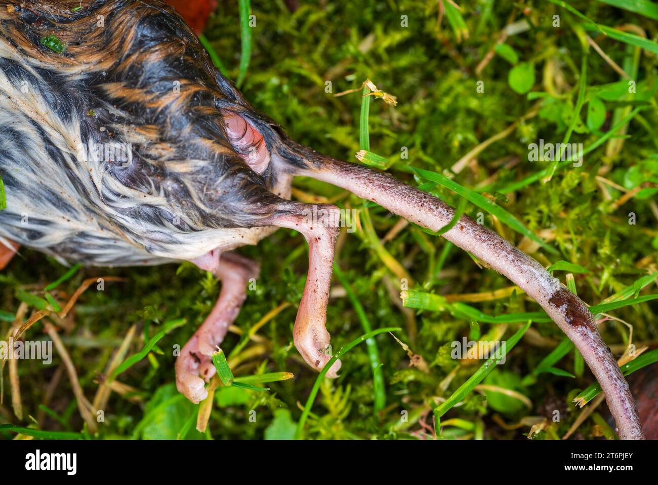Grass dead mouse hi-res stock photography and images - Alamy