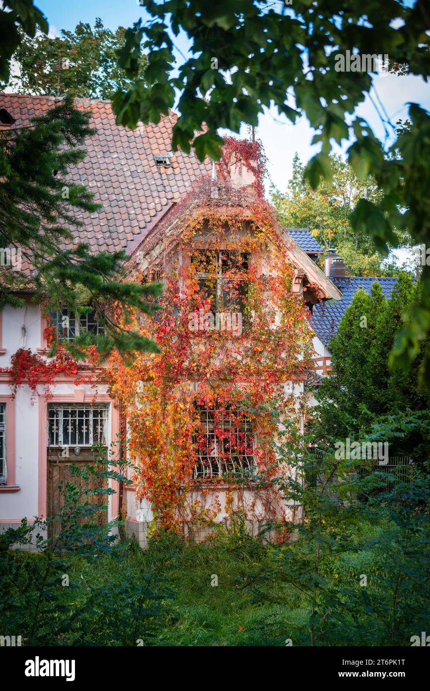 Tree growing through roof hi-res stock photography and images - Alamy