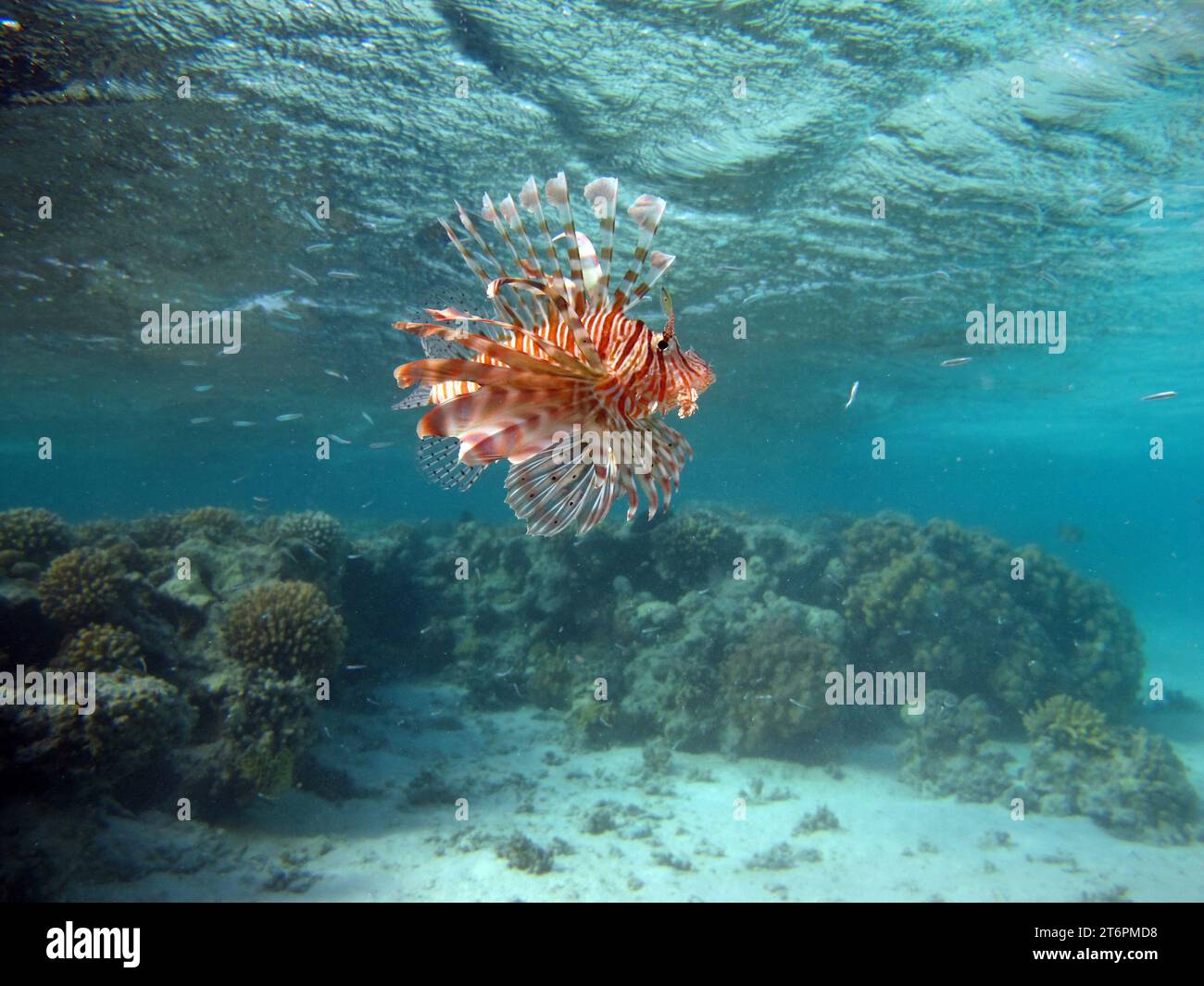 Lion Fish in the Red Sea in clear blue water hunting for food . Lion ...