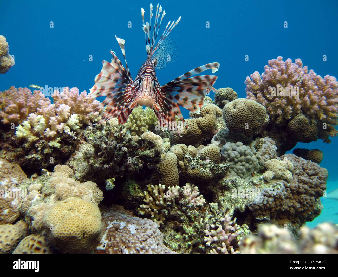 Lion Fish in the Red Sea in clear blue water hunting for food . Lion ...