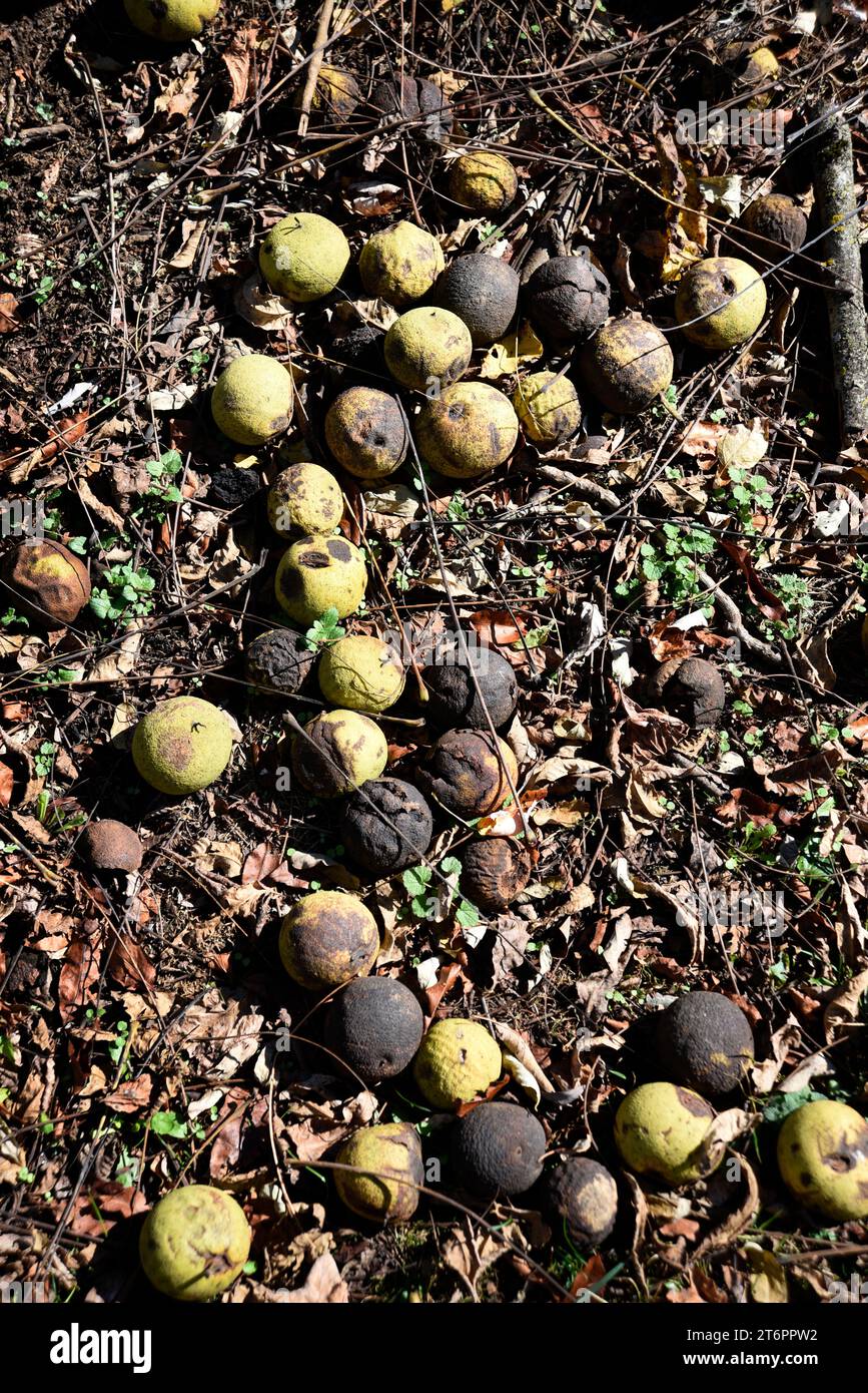 Nuts from an eastern black walnut tree (Juglans nigra) on the ground in ...