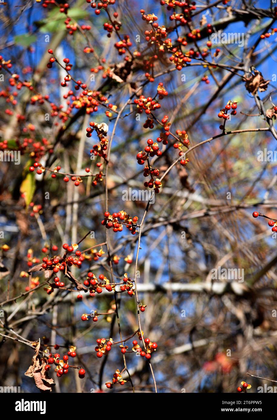 A bittersweet vine and berries (Celastrus orbiculatus) growing in ...