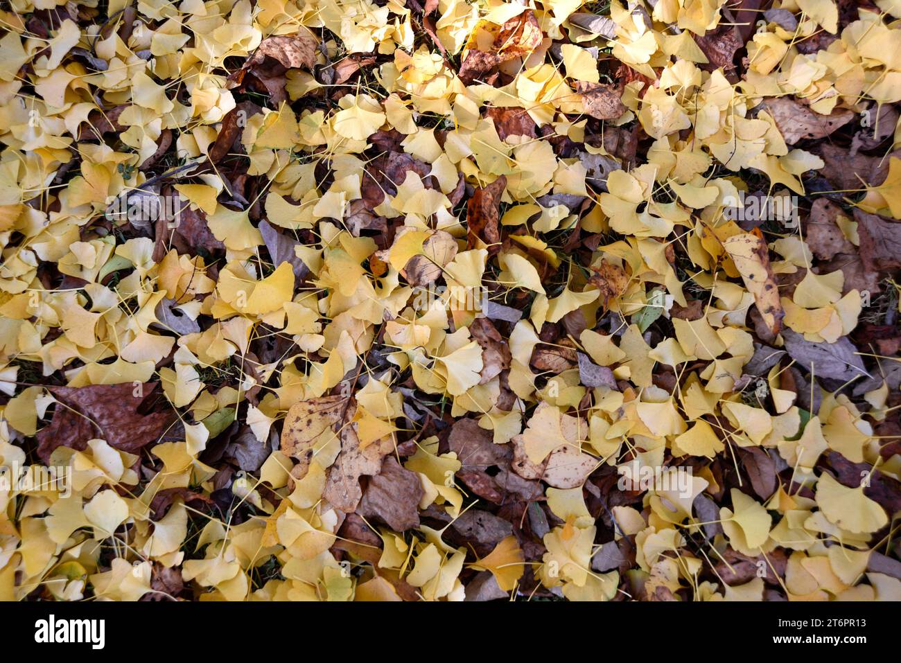 Leaves from a Ginkgo biloba tree cover the ground in Abingdon, Virginia ...