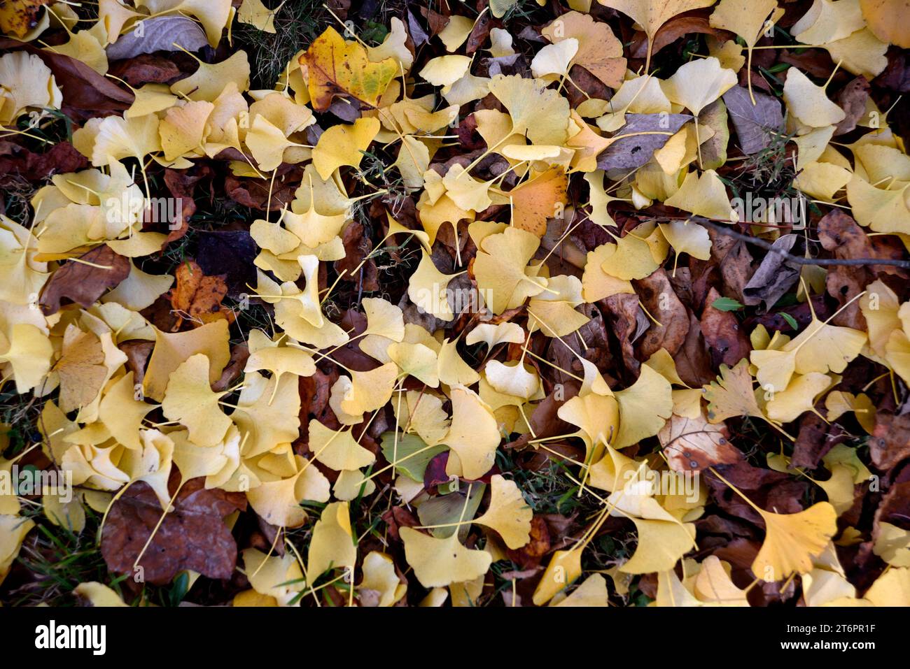 Leaves from a Ginkgo biloba tree cover the ground in Abingdon, Virginia ...