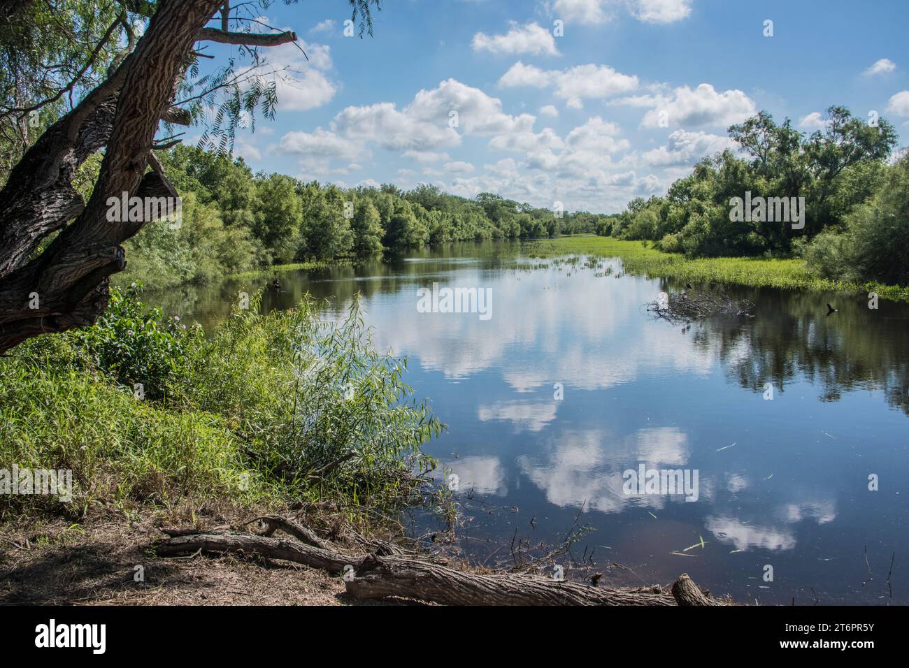 Restored wetlands at Resaca de las Palmas state park, Weslaco, Texas ...