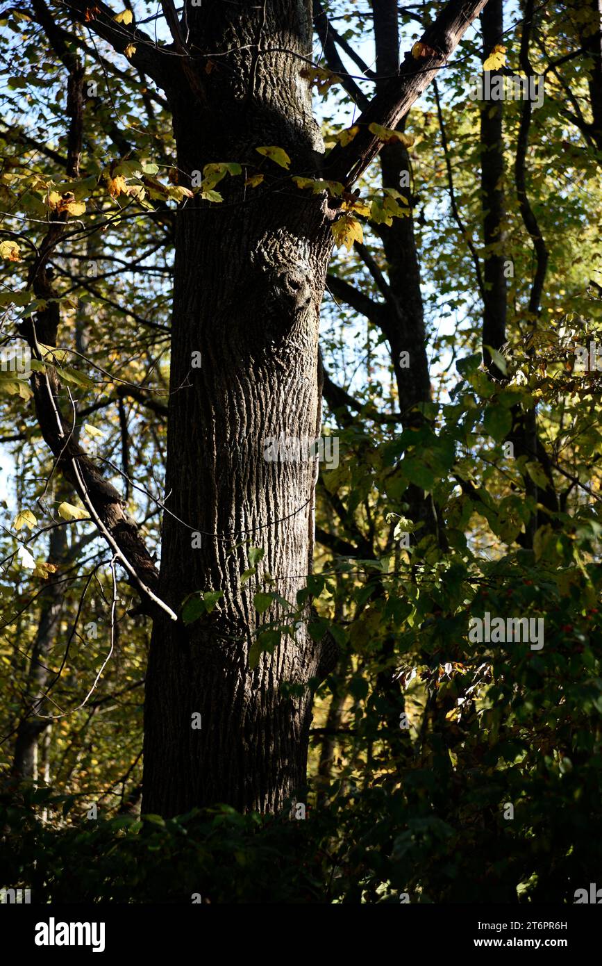 A tulip poplar tree growing in the woods in Abingdon, Virginia Stock ...