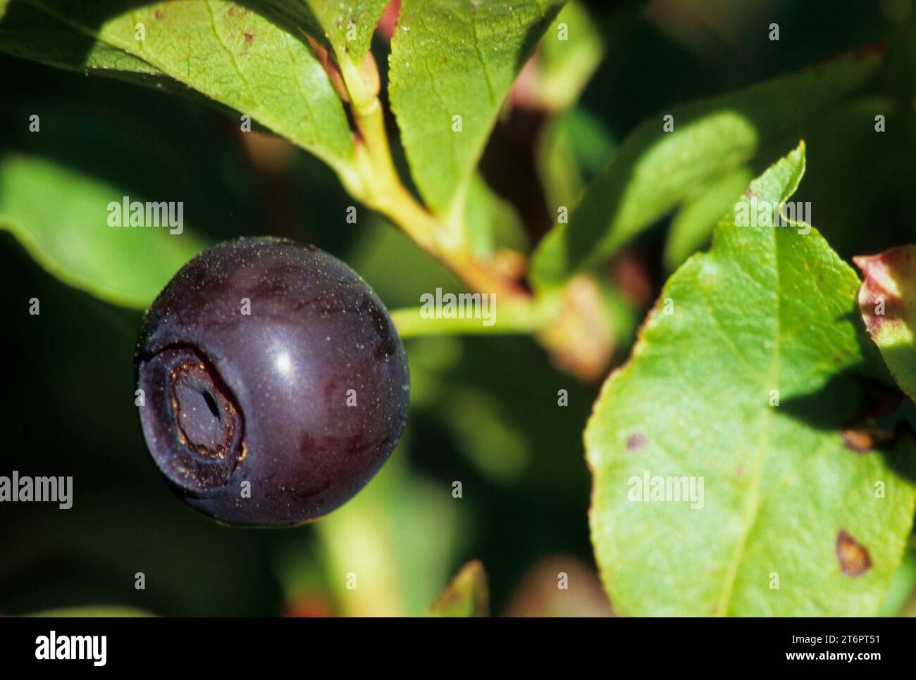 Huckleberry, Indian Heaven Wilderness, Gifford Pinchot National Forest ...