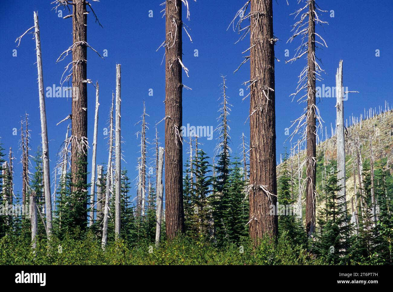 Devastated forest, Mt St Helens National Volcanic Monument, Washington ...