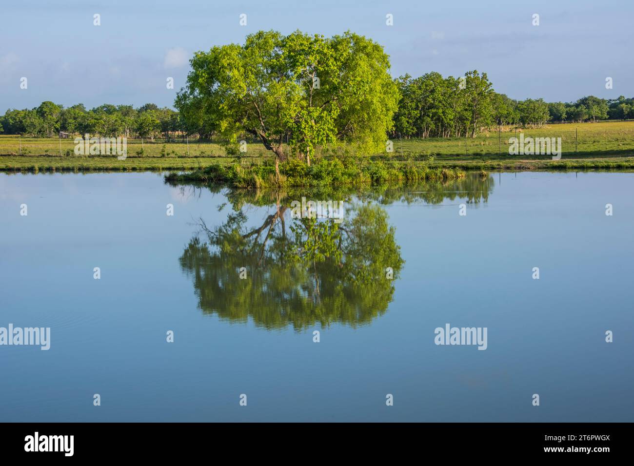 Tree reflection in a pond on a private ranch near High Island, Texas ...