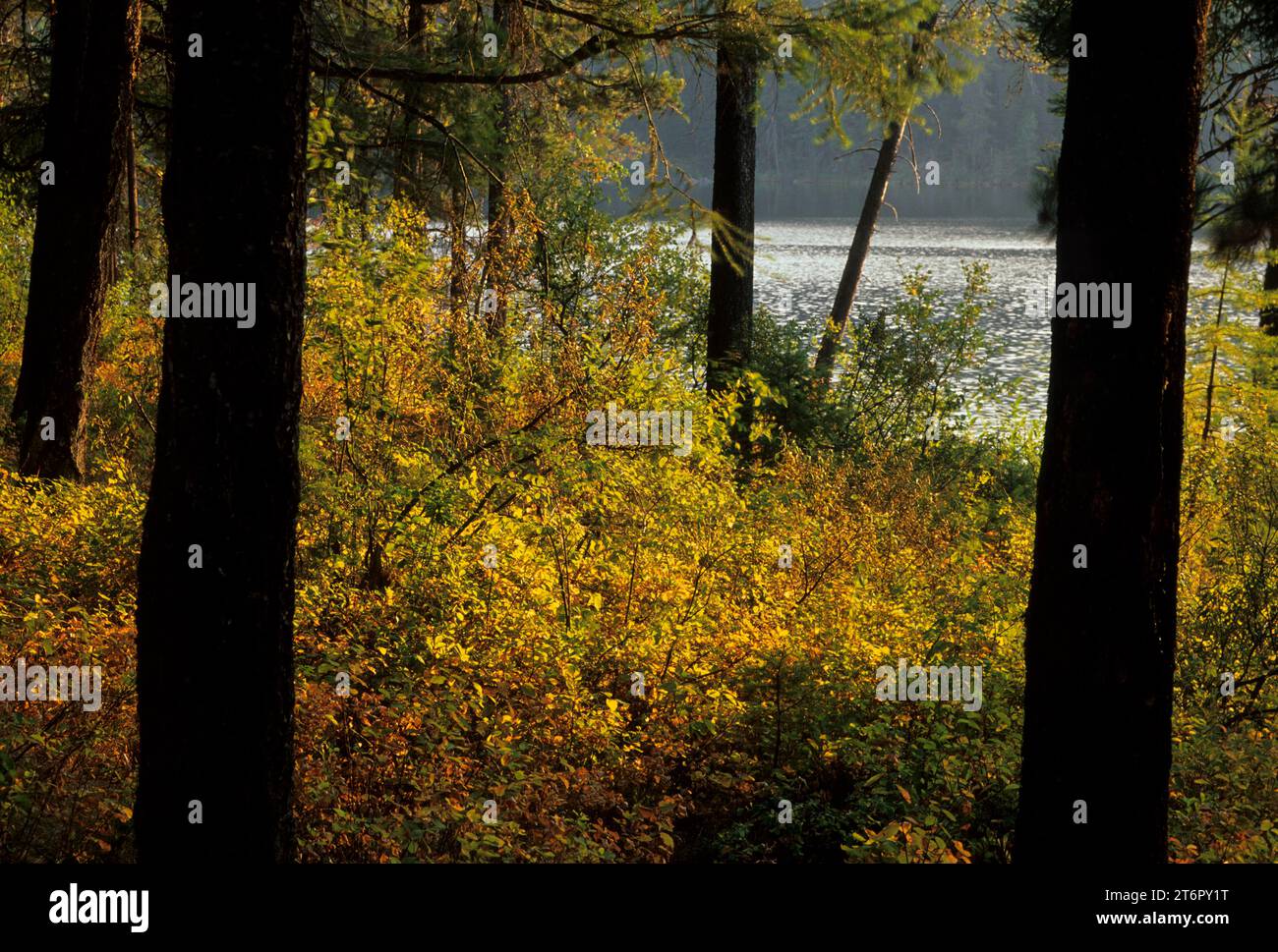 Swan Lake, Colville National Forest, Washington Stock Photo - Alamy