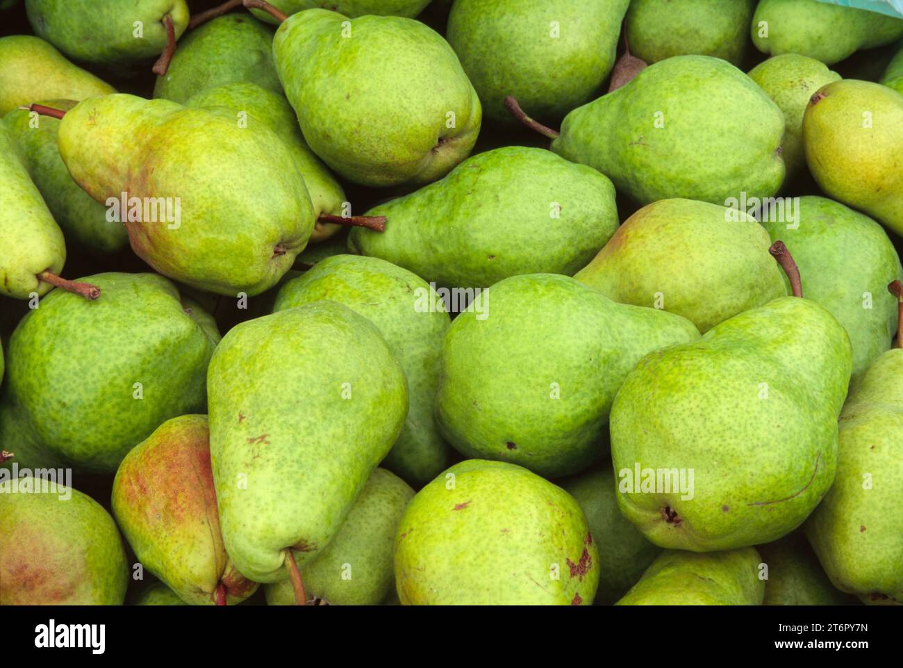 Pears in bin, Chelan County, Washington Stock Photo - Alamy