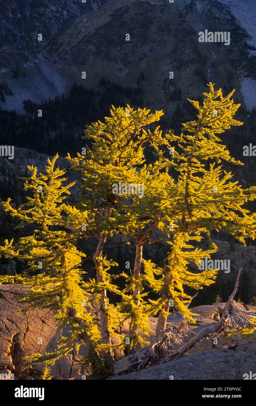 Larch with Ingalls Peak, Alpine Lakes Wilderness, Wenatchee National ...