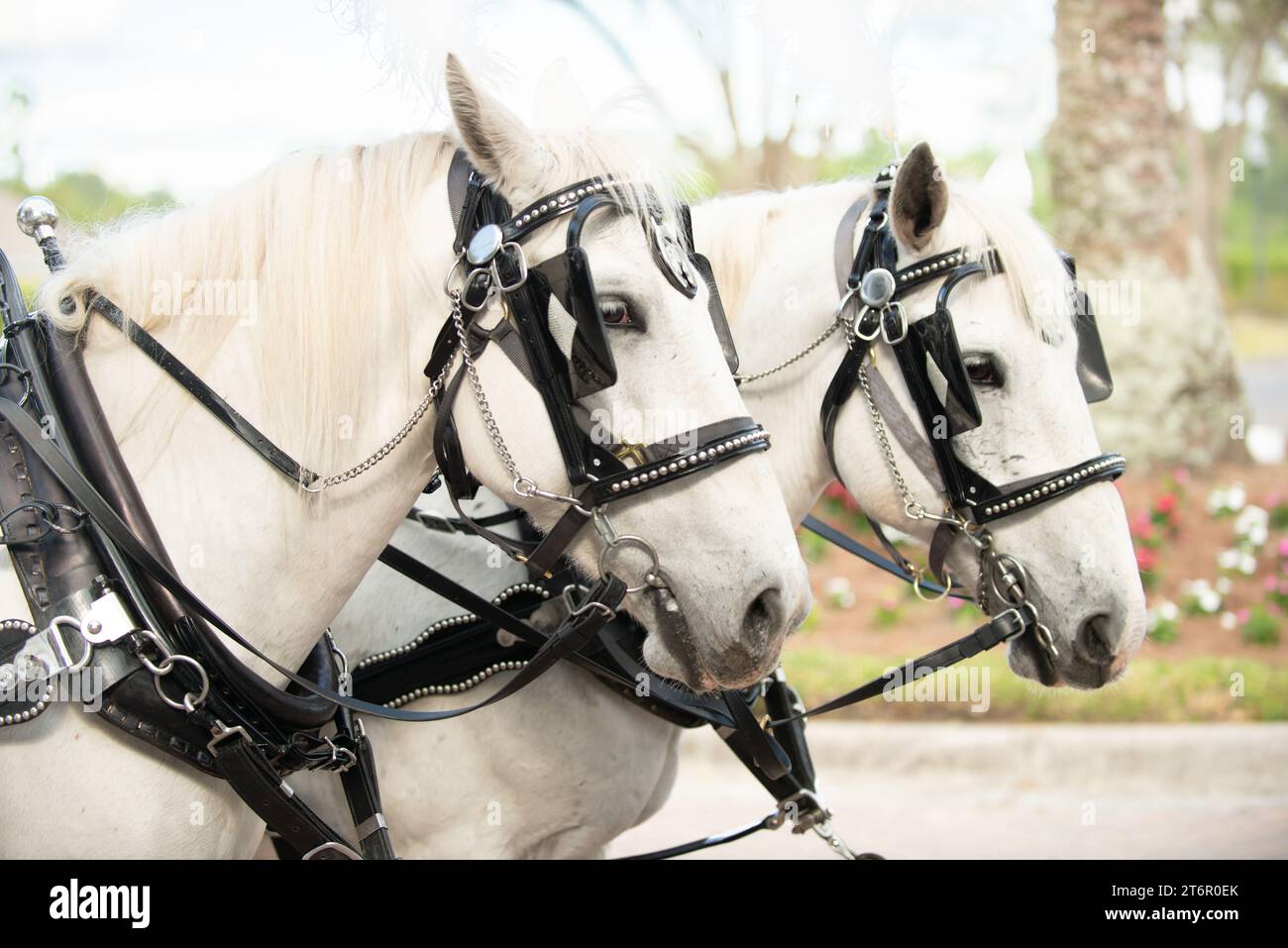 Two majestic white horses close up side by side with black leather ...