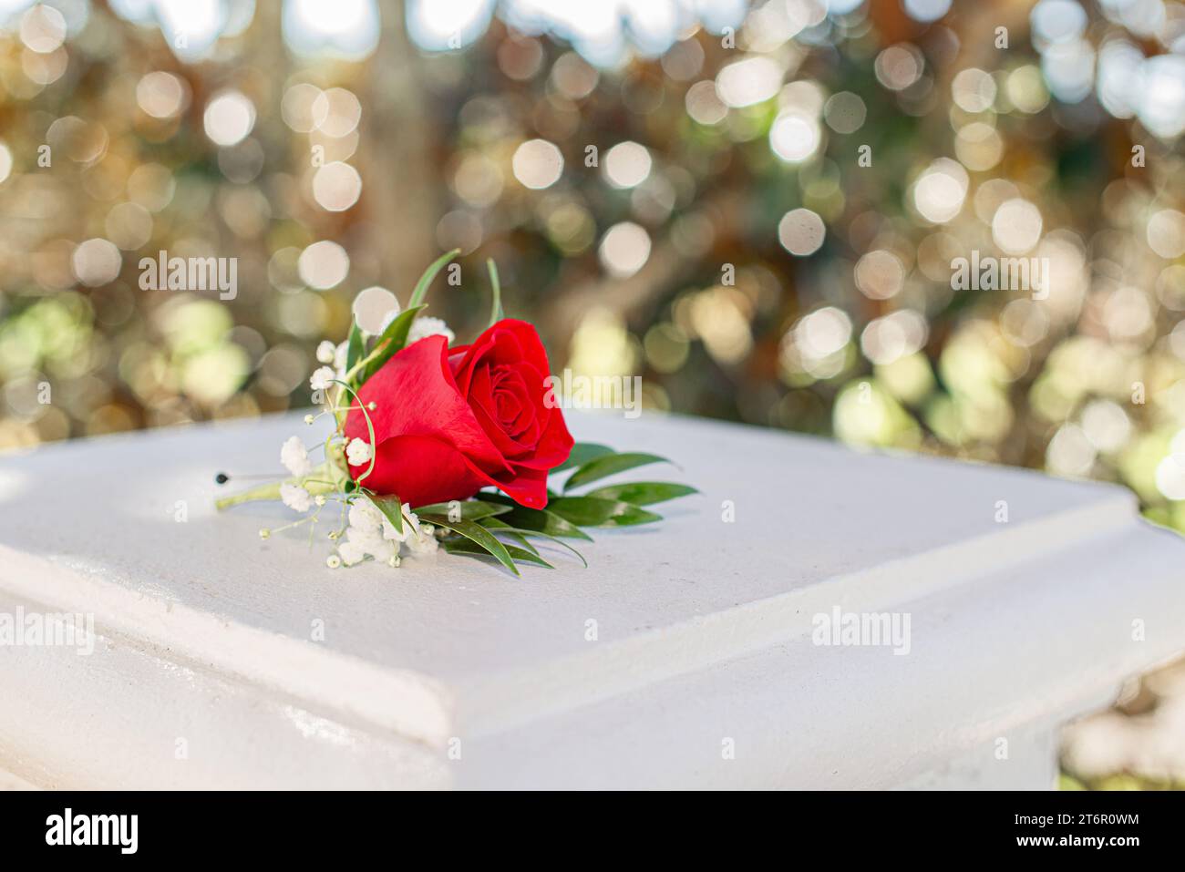 Lonely rose on green background hi-res stock photography and images - Alamy