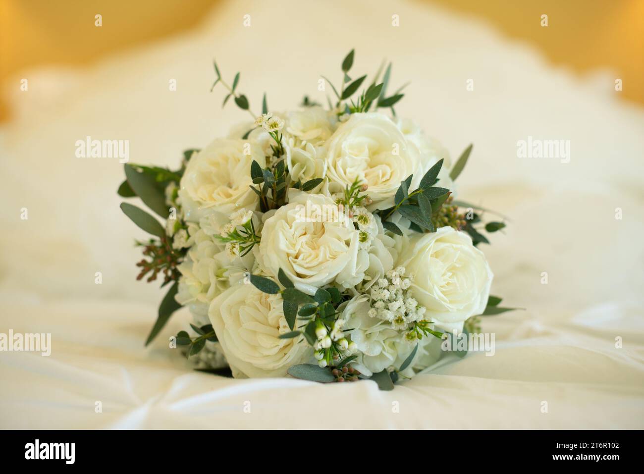 Rosebush florida hi-res stock photography and images - Alamy