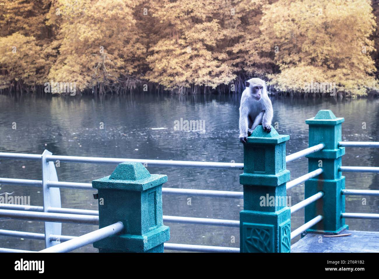 infrared image of the macaque monkey activities at the mangrove forest ...