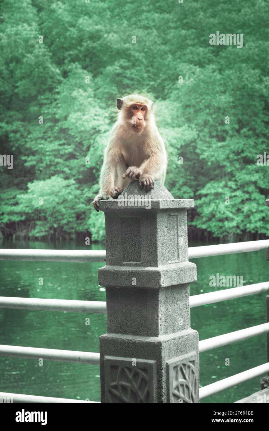 infrared image of the macaque monkey activities at the mangrove forest ...