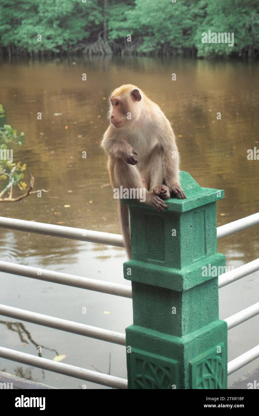 infrared image of the macaque monkey activities at the mangrove forest ...