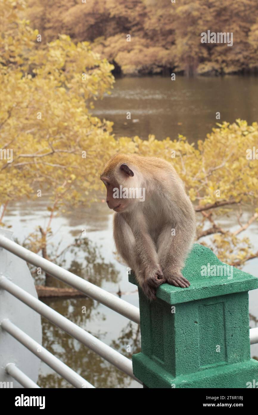 infrared image of the macaque monkey activities at the mangrove forest ...