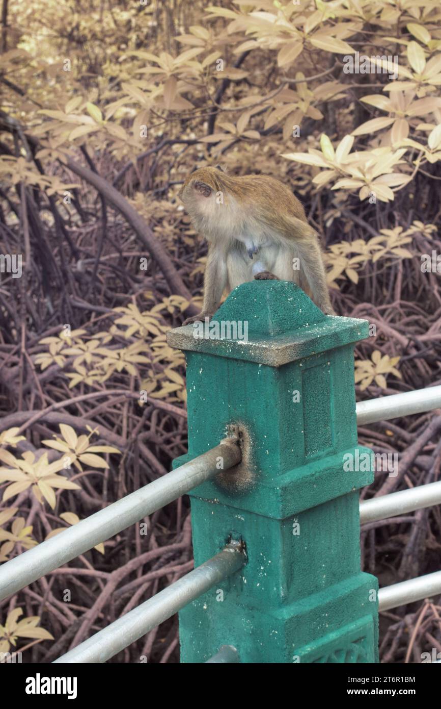 infrared image of the macaque monkey activities at the mangrove forest ...